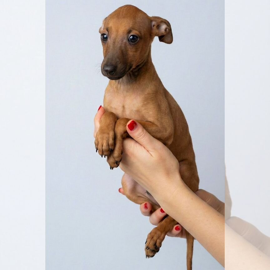 Левретка, щенок