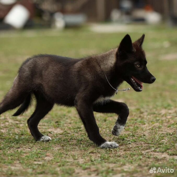 Чёрный желтоглазый волкособ, щенок