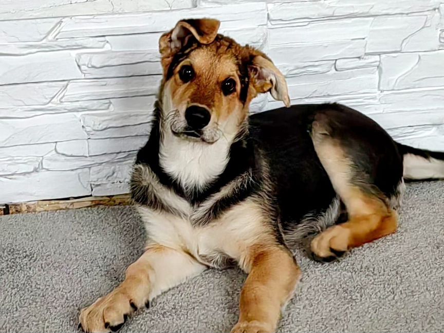 Щенок Веня ищет ответственных хозяев