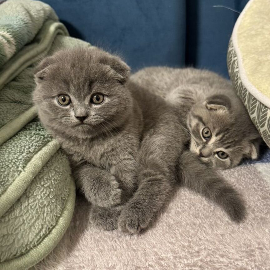 Шотландский вислоухий короткошёрстный котёнок