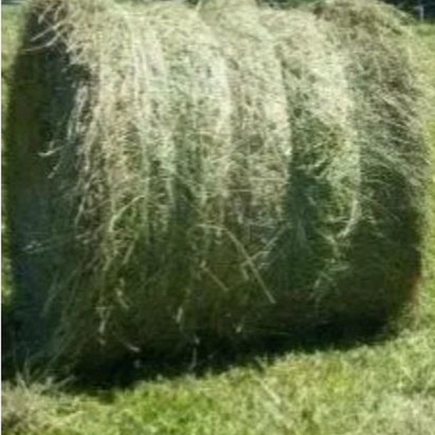 Сено в рулонах 145-ый пресс