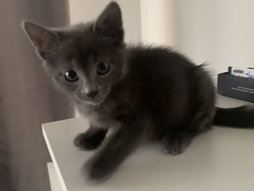 Кошка/Девочка отдам