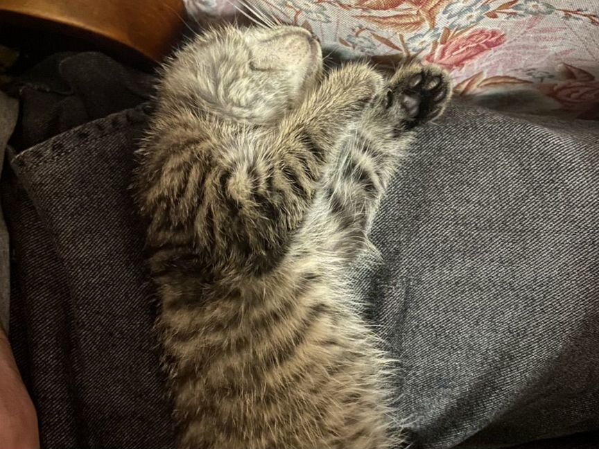 Отдам котика в добрые руки