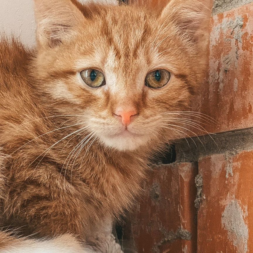 Котенок Емеля ищет дом