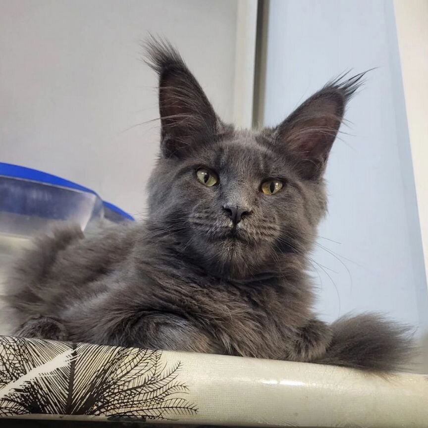 Кошечки мейнкун