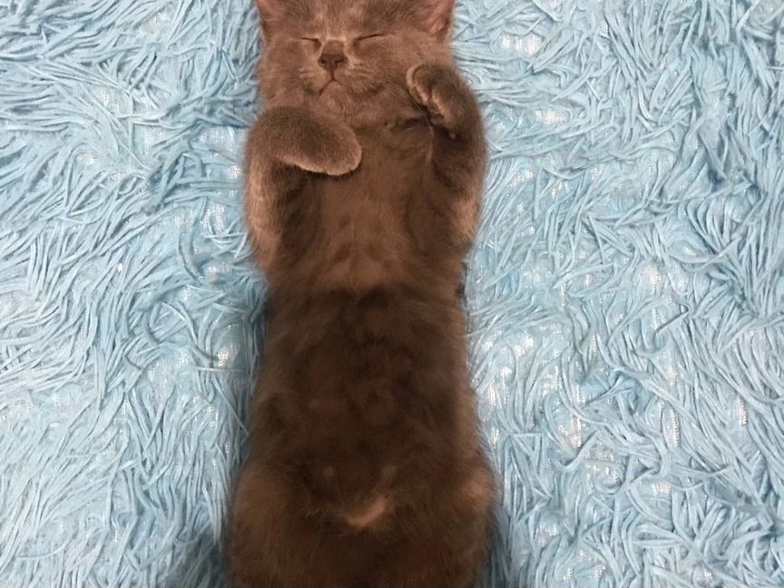 Британка+голубая русская