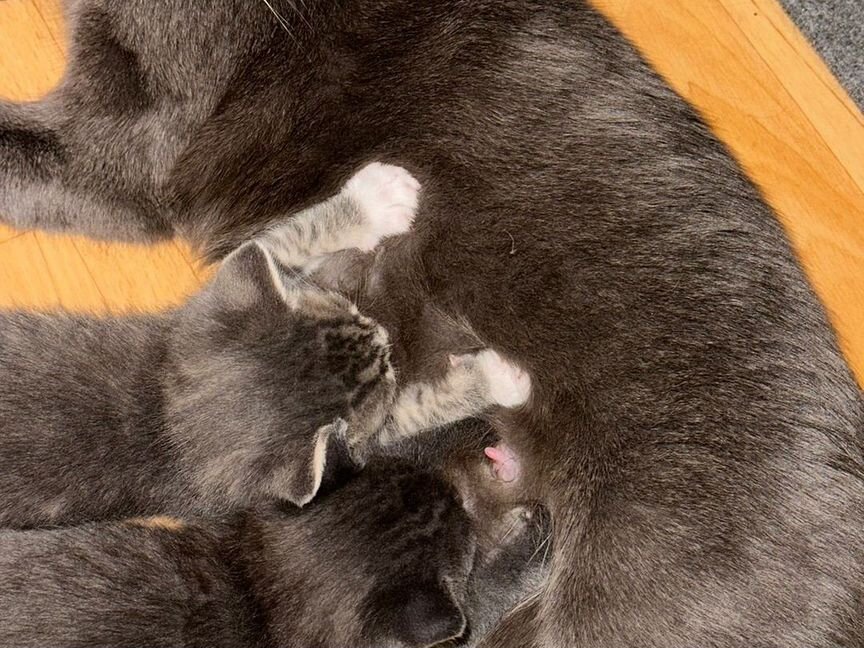 Котята в добрые руки