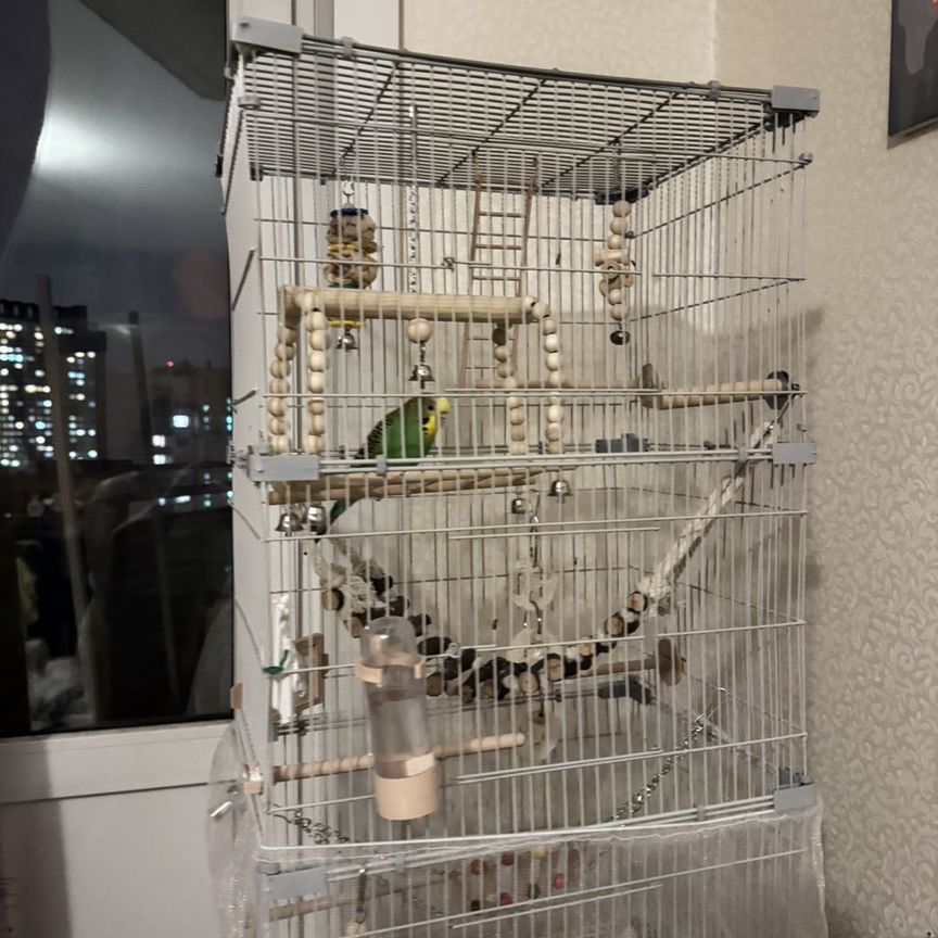 Волнистый попугай