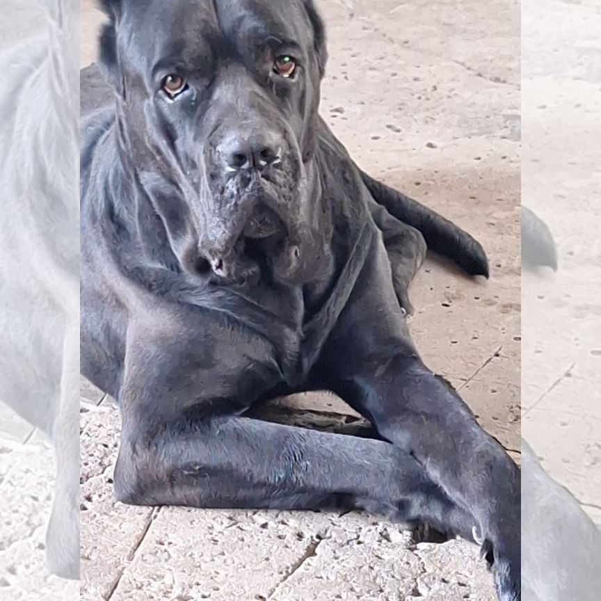 Кобель вязка кане корсо