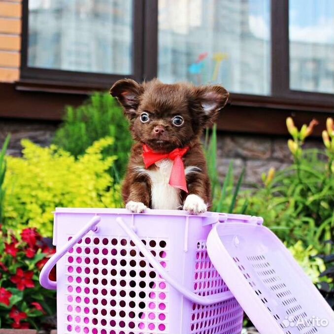 Сладкий шоколадик