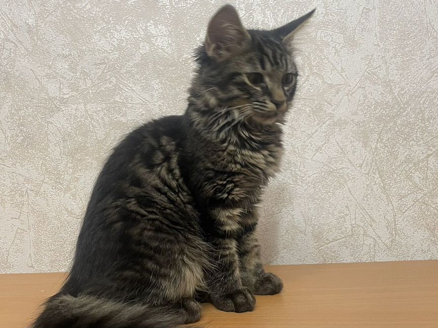 Кошка в даром