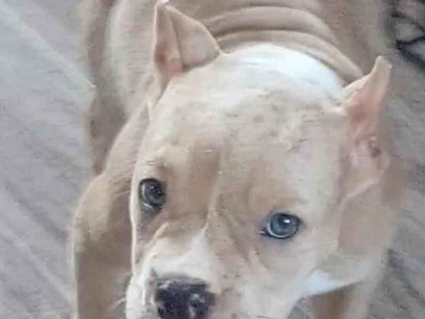 Щенки американского булли покет