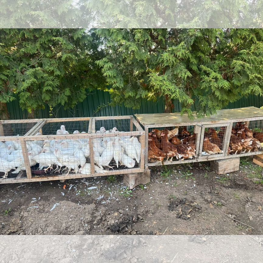 Куры несушки молодки
