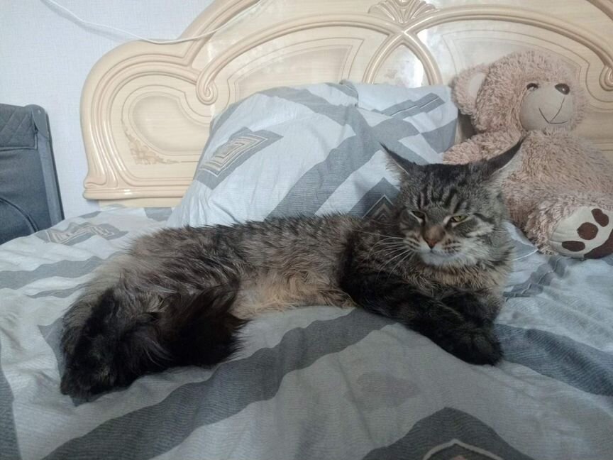 Котята мэйн кун