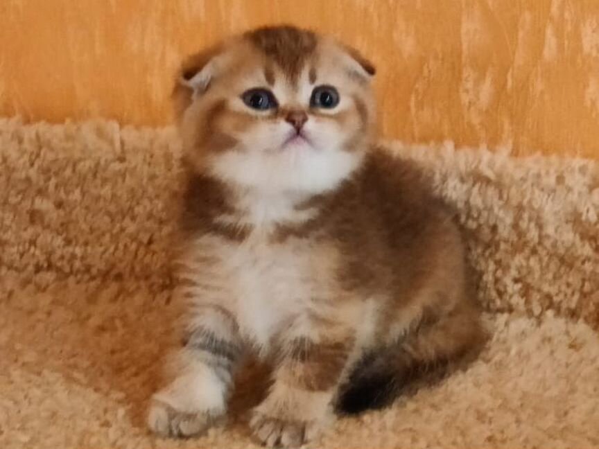 Котята шотландские вислоухие золотая шиншилла