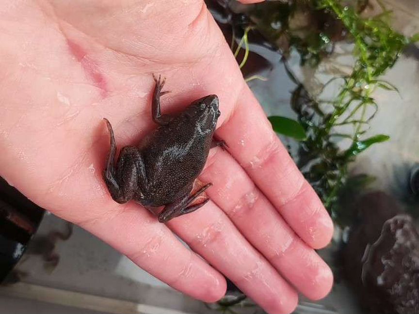 Аквариумные лягушки