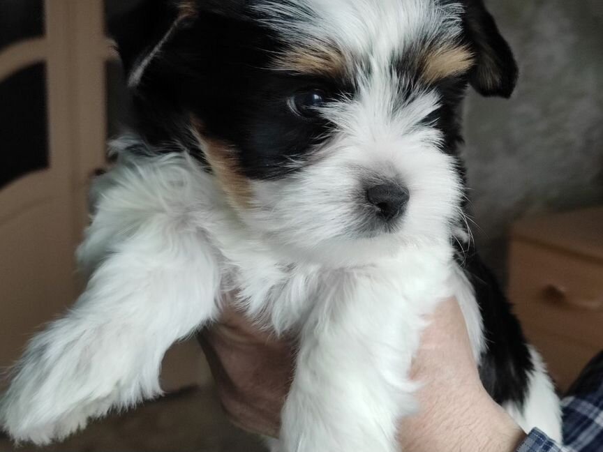 Щенок бивер йорка