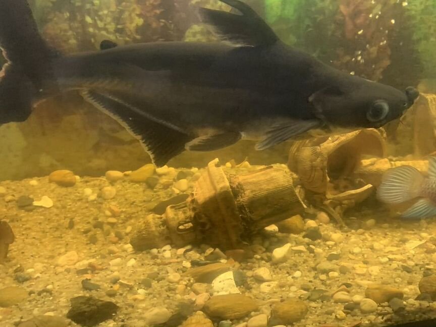 Рыба Акулий сом