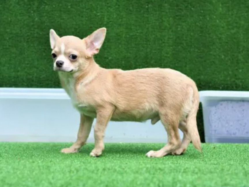 Возьму чихуахуа