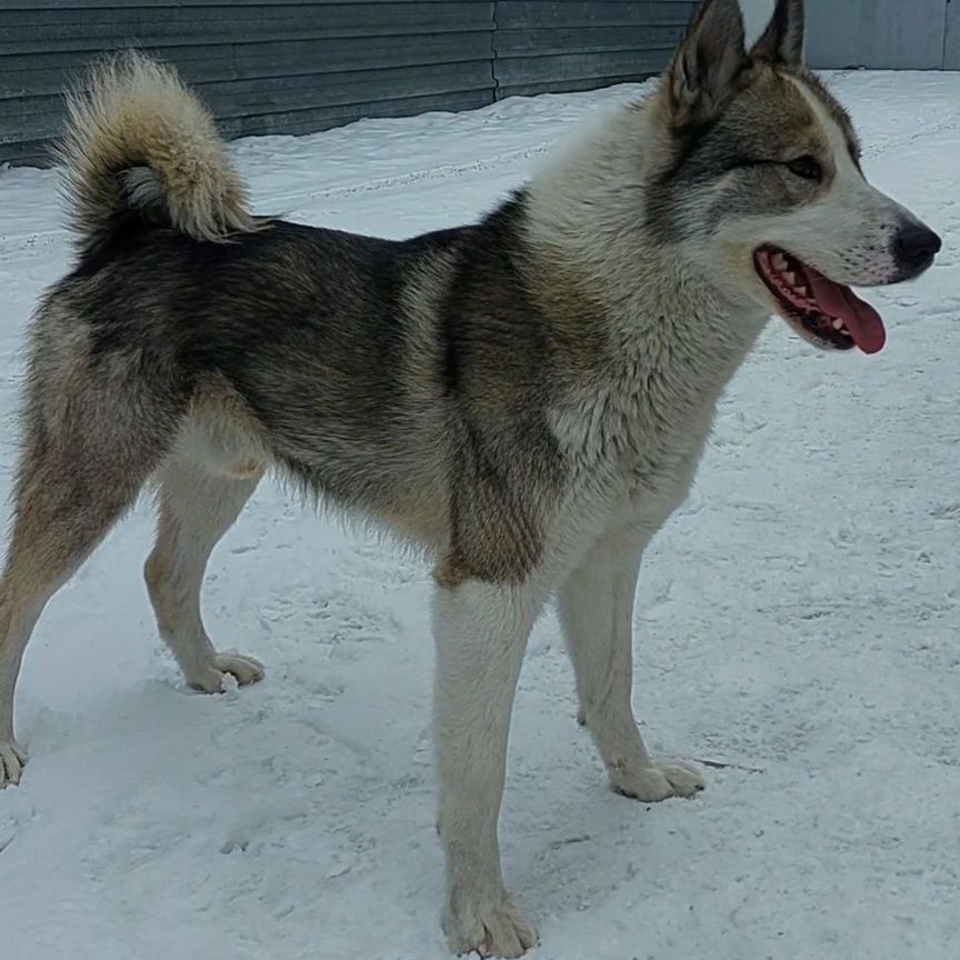 Западносибирская лайка, щенок