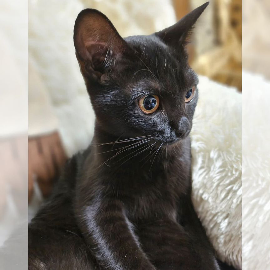 Кошечка бурманская ищет котика