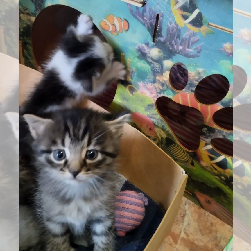 Котёнок в добрые руки