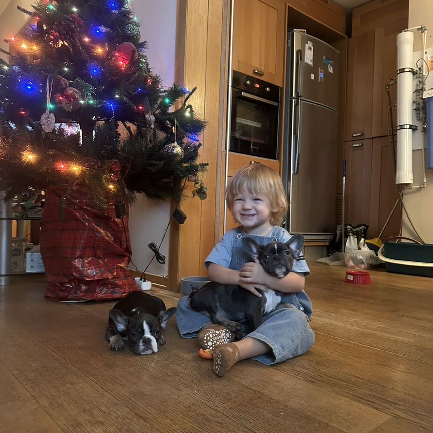 Щенки Французкого бульдога