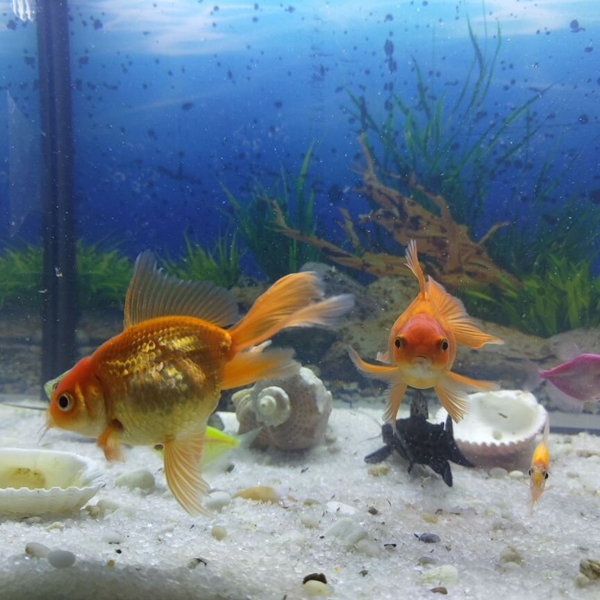 Золотая рыбка