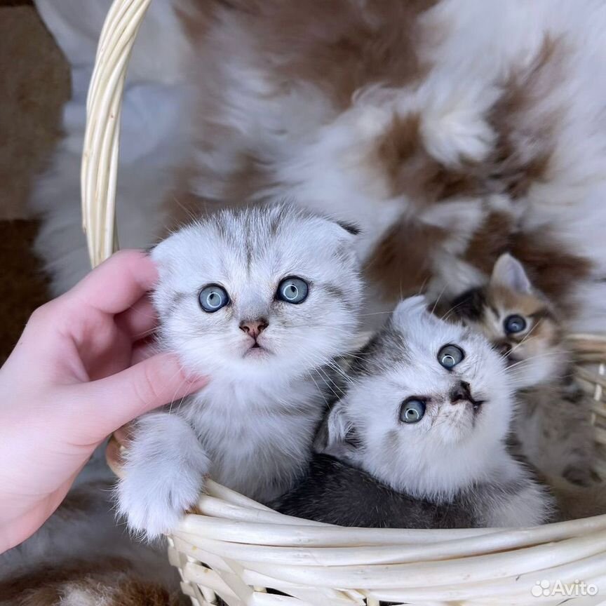 Шотландские вислоухие котята