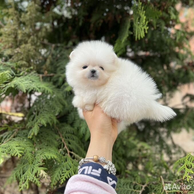 Померанский шпиц крошка на ладошке