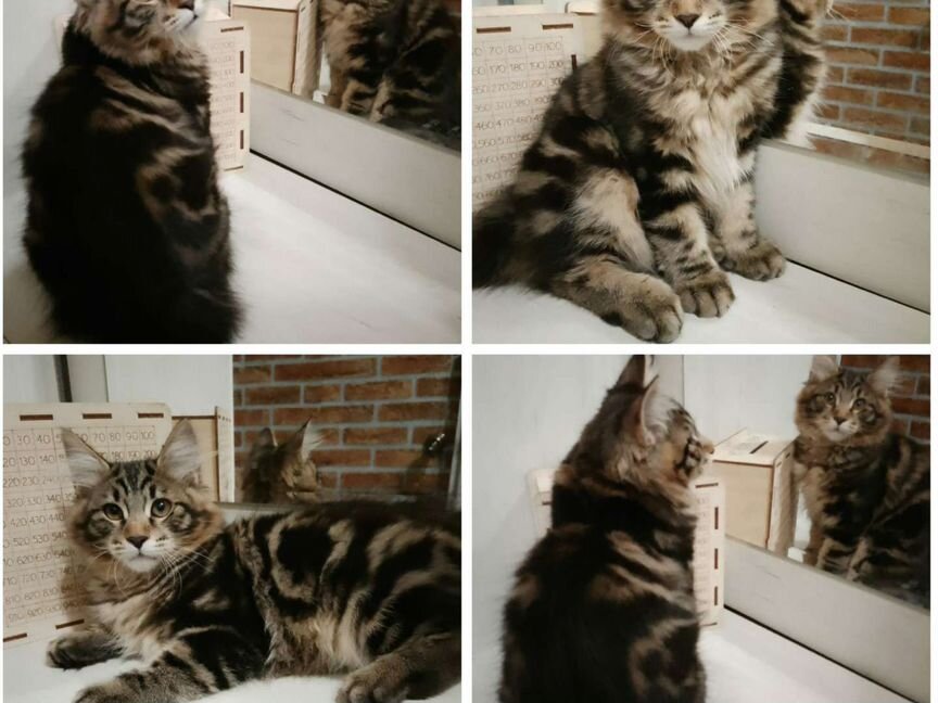 Котята дикого окраса. Курильские бобтейлы