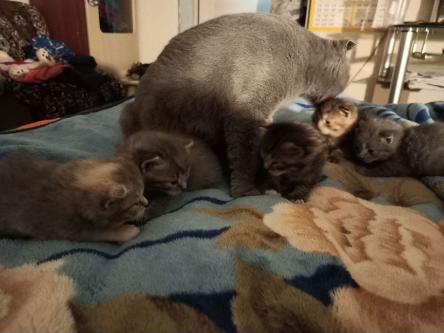 Британские котята