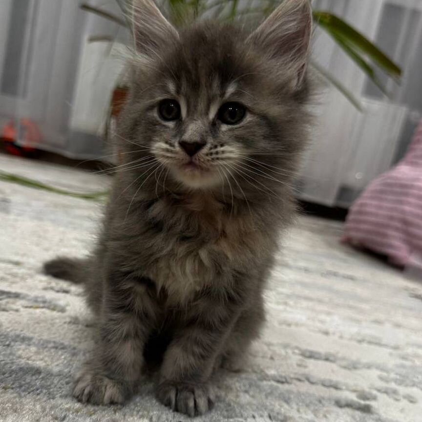 Мейн-кун котёнок