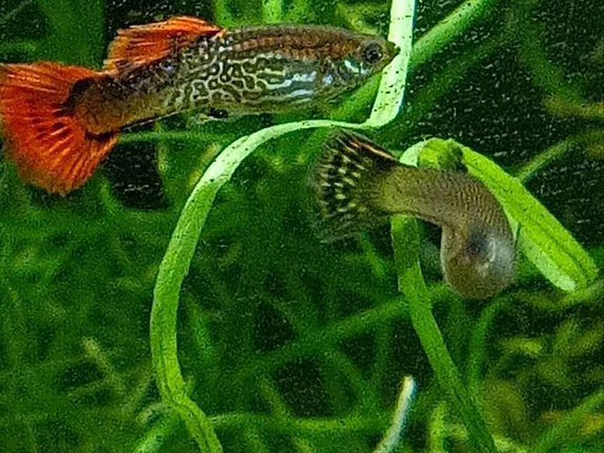 Аквариумные рыбки гуппи