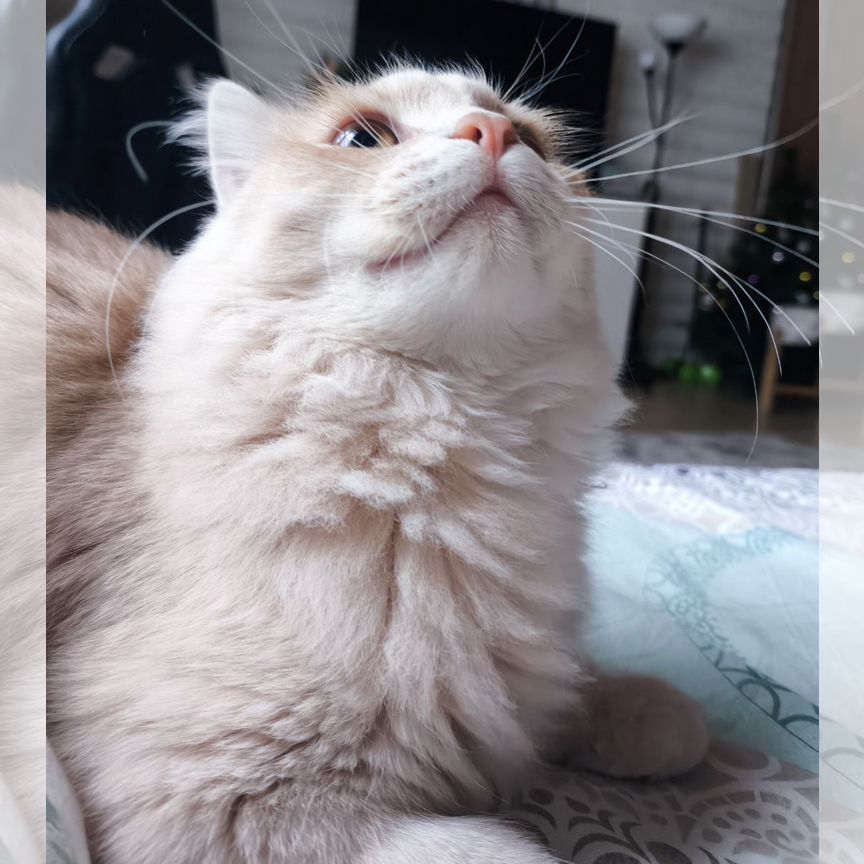 Сибирский котёнок