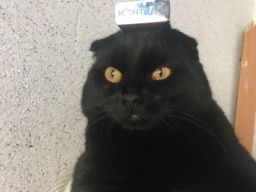 Котенок