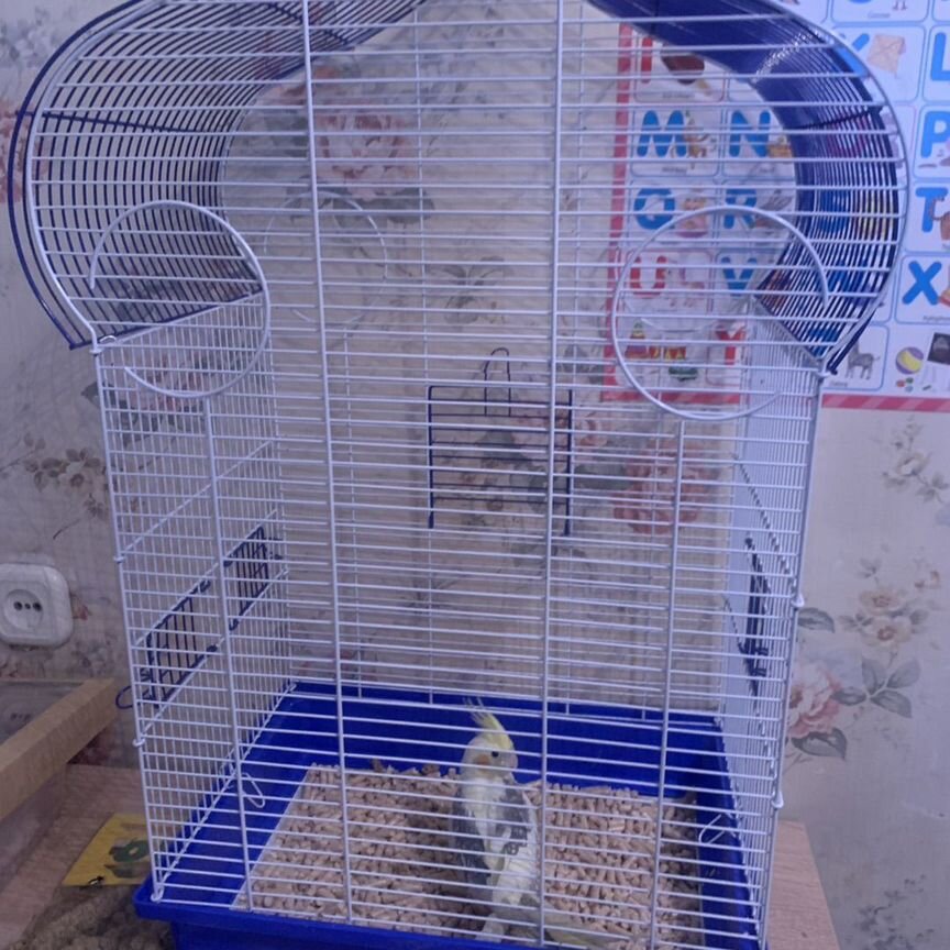 Отдам бесплатно кареллу с клеткой