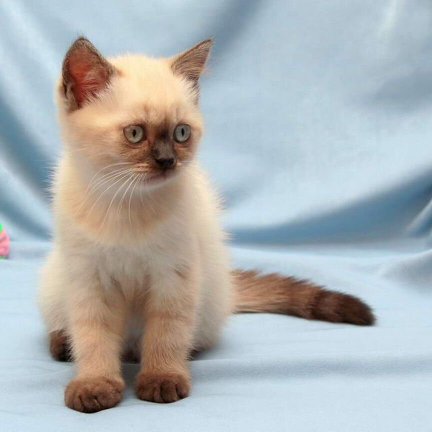 Британский котик колор пойнт