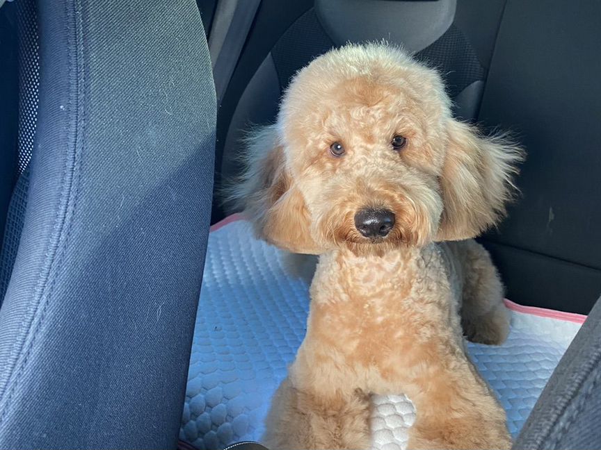 Малый пудель мальчик