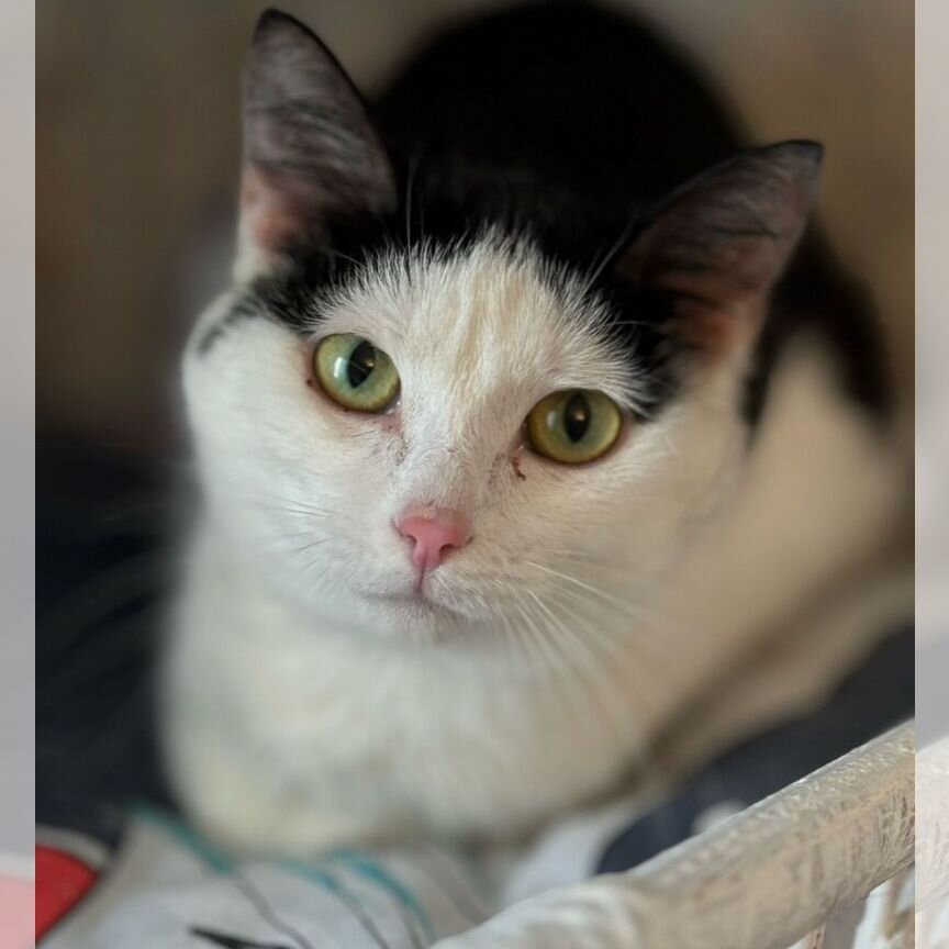 Кошки и коты ждут своего человека