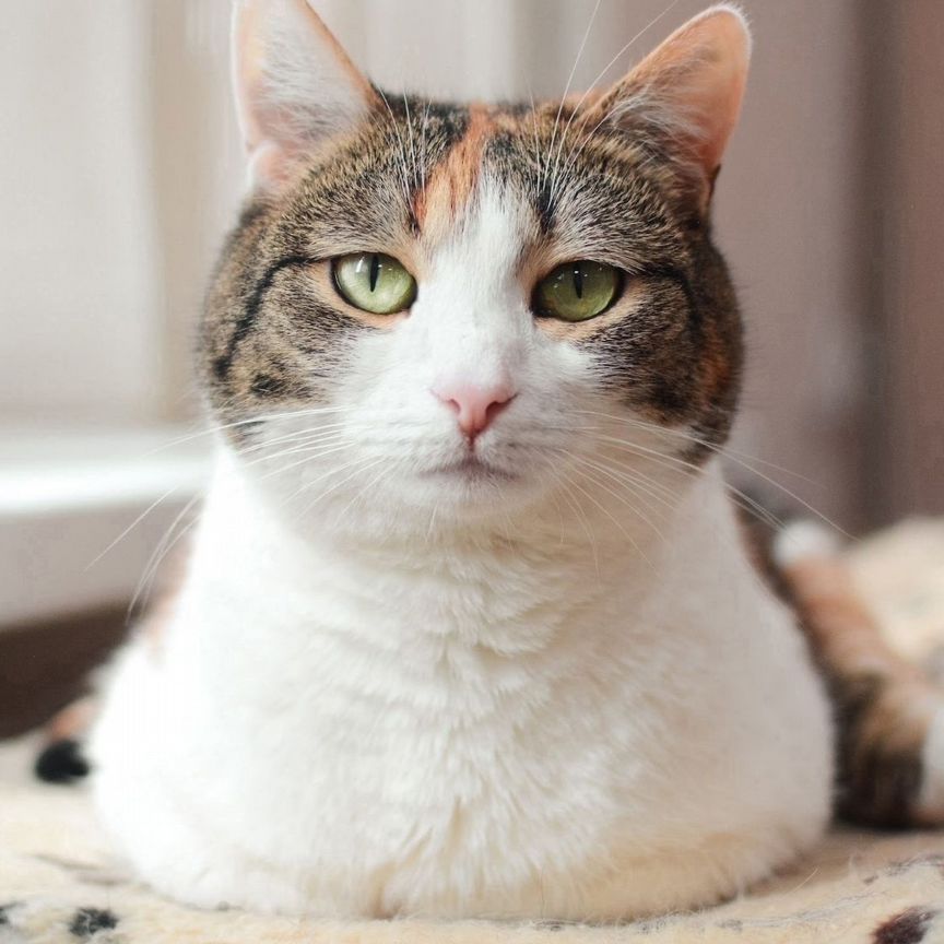 Котик в добрые руки
