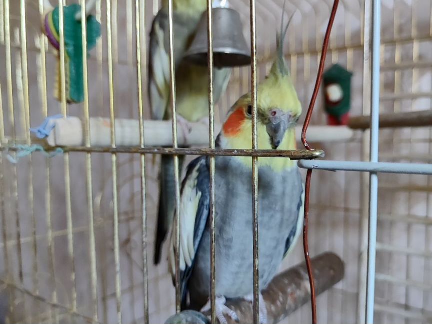 Корелла с клеткой