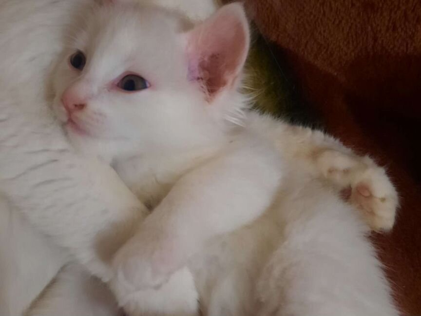 Турецкая ангора (котёнок)