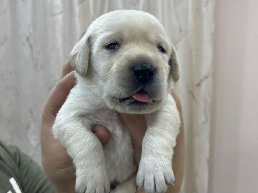 Щенки лабрадора