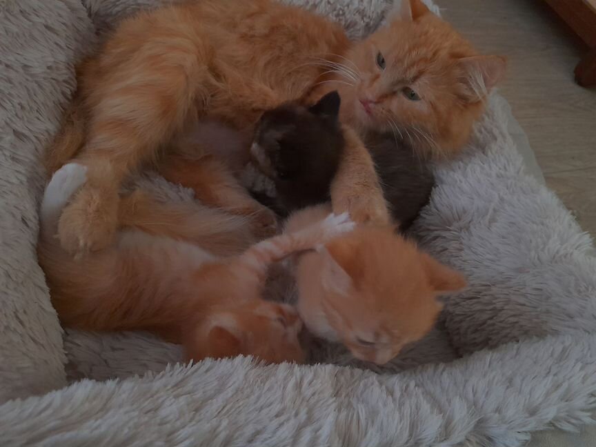 Котята