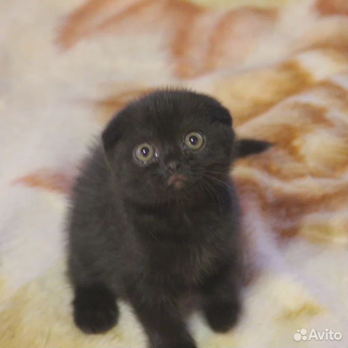 Вислоухие котята черного окраса