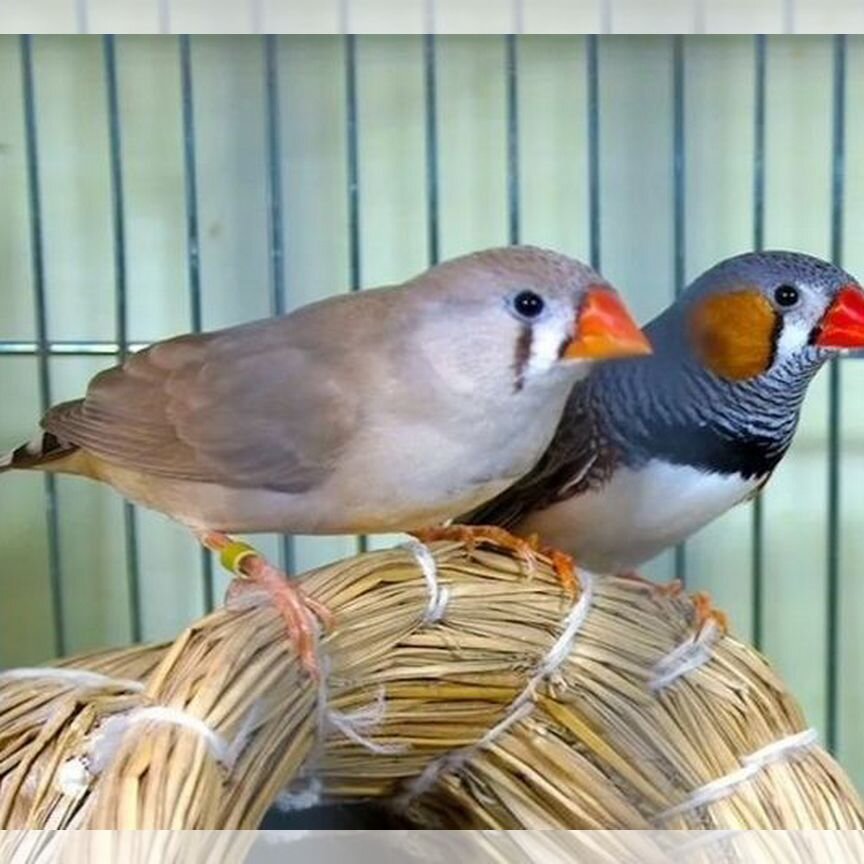 Амадины