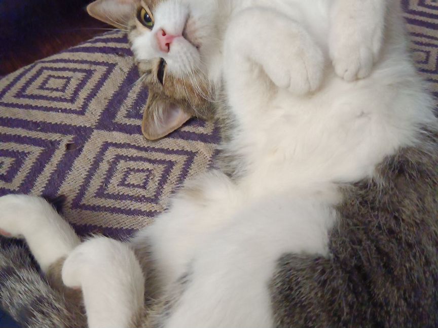 Красивый молодой котик в добрые руки