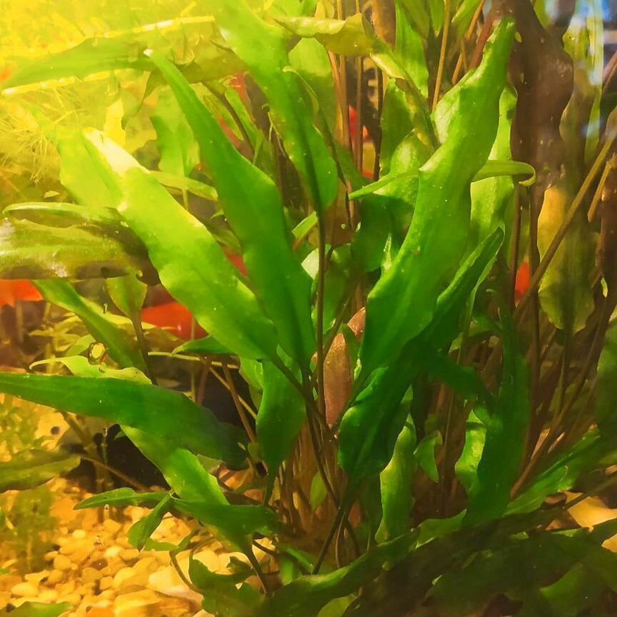 Кусты криптокорины большие 30-35см