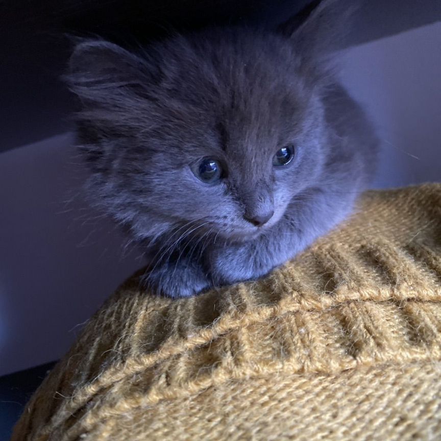 Котенок